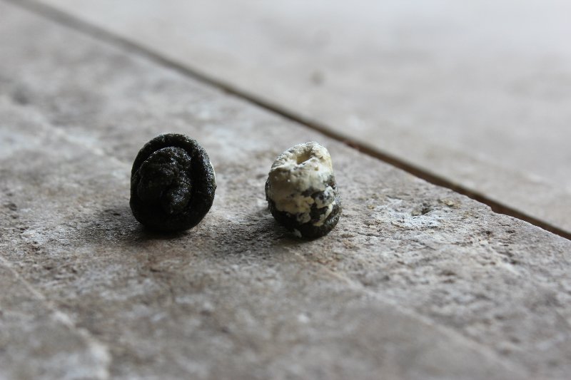 Alteraciones en las deposiciones – Real Federación Colombófila Española