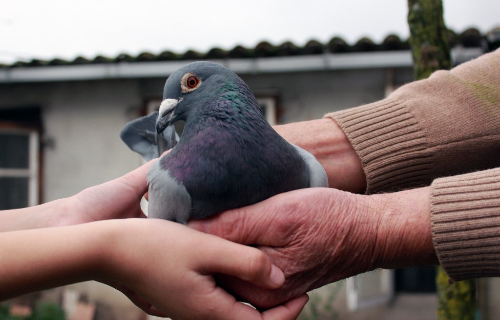 Palomas contra la droga – Real Federación Colombófila Española