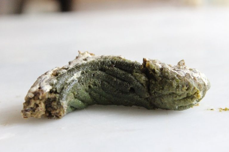 Alteraciones en las deposiciones – Real Federación Colombófila Española